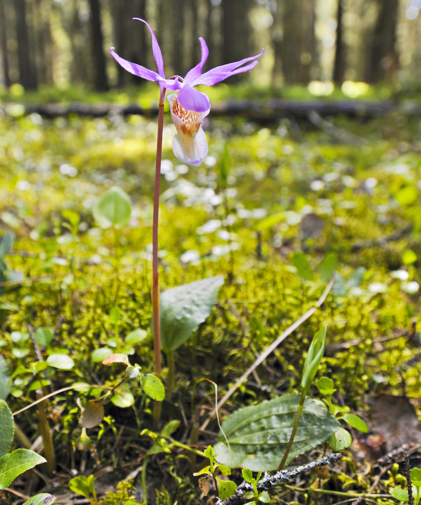 Fairy slipper – the northern orchid - Fingrid-lehti